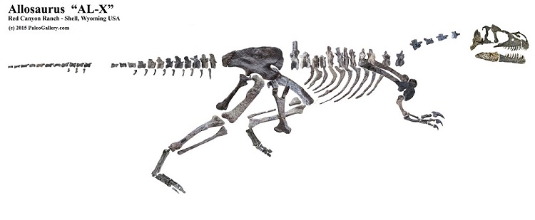Paleo Gallery